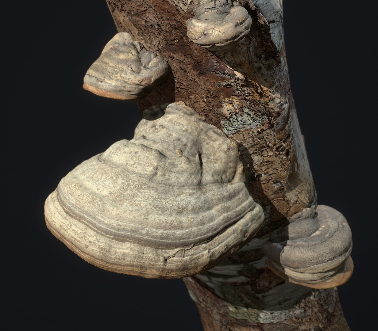 Tinder polypore fungus mushroom 3D model - TurboSquid 1609227