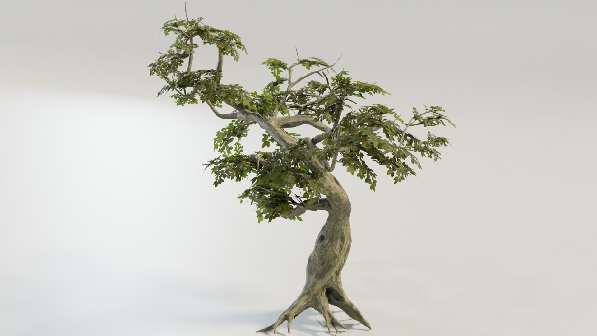 3D tree twisted model - TurboSquid 1609245