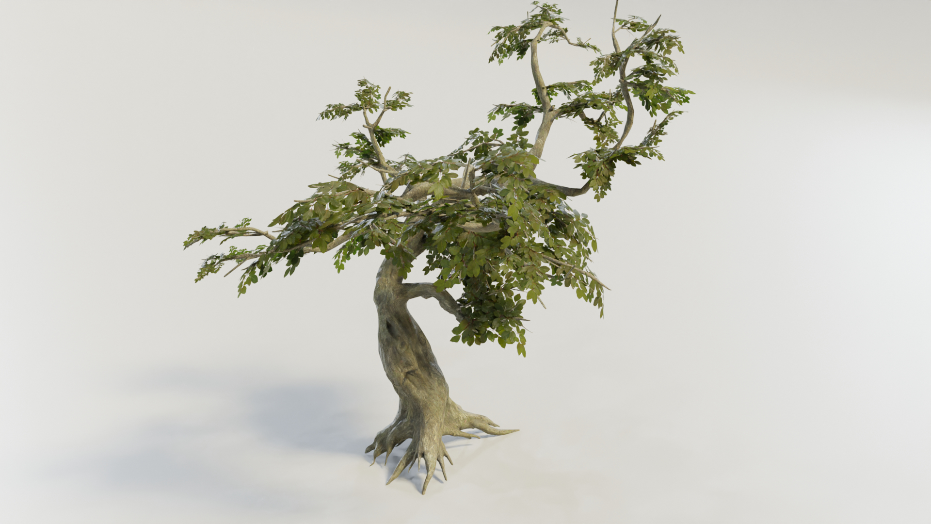 3D tree twisted model - TurboSquid 1609245