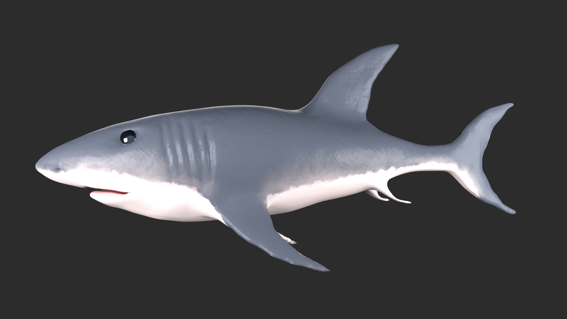 3D toothless shark model - TurboSquid 1609603