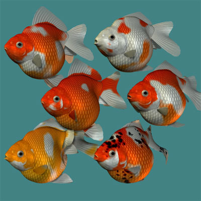 fish goldfish ping-pong 3d model