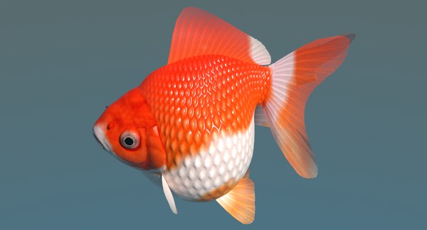 fish goldfish ping-pong 3d model