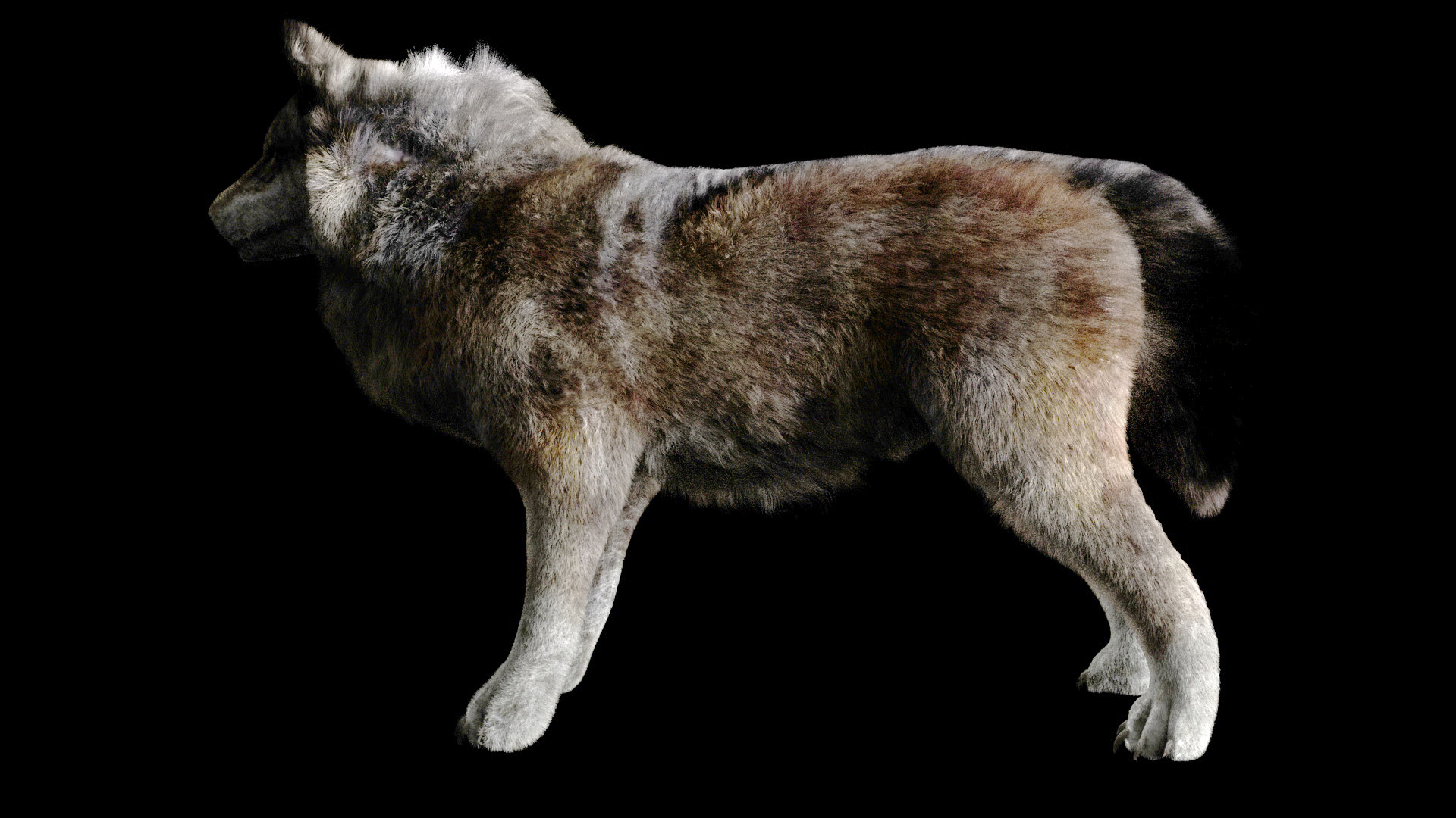 Texture JPEG Wolf Hair Grooming