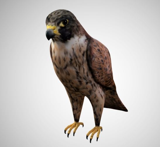 3D Falcon Models | TurboSquid