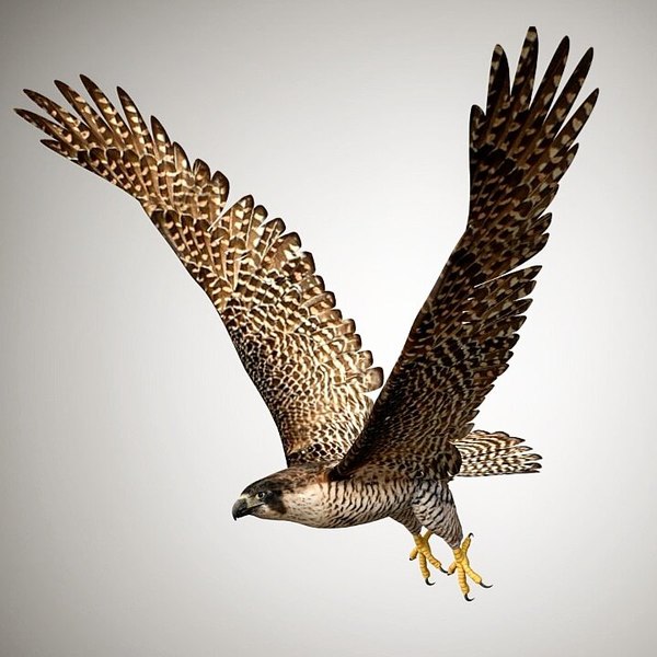 Falcon 3D Models for Download | TurboSquid