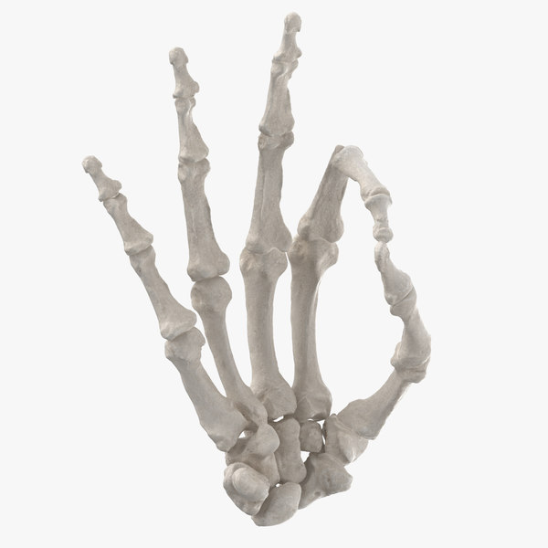 Skeletal Hand 3D Models for Download | TurboSquid