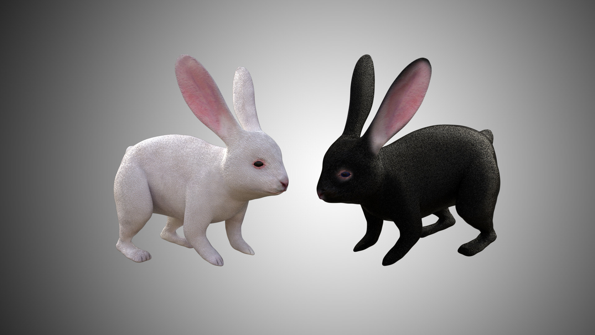 3D white rabbit model - TurboSquid 1610791