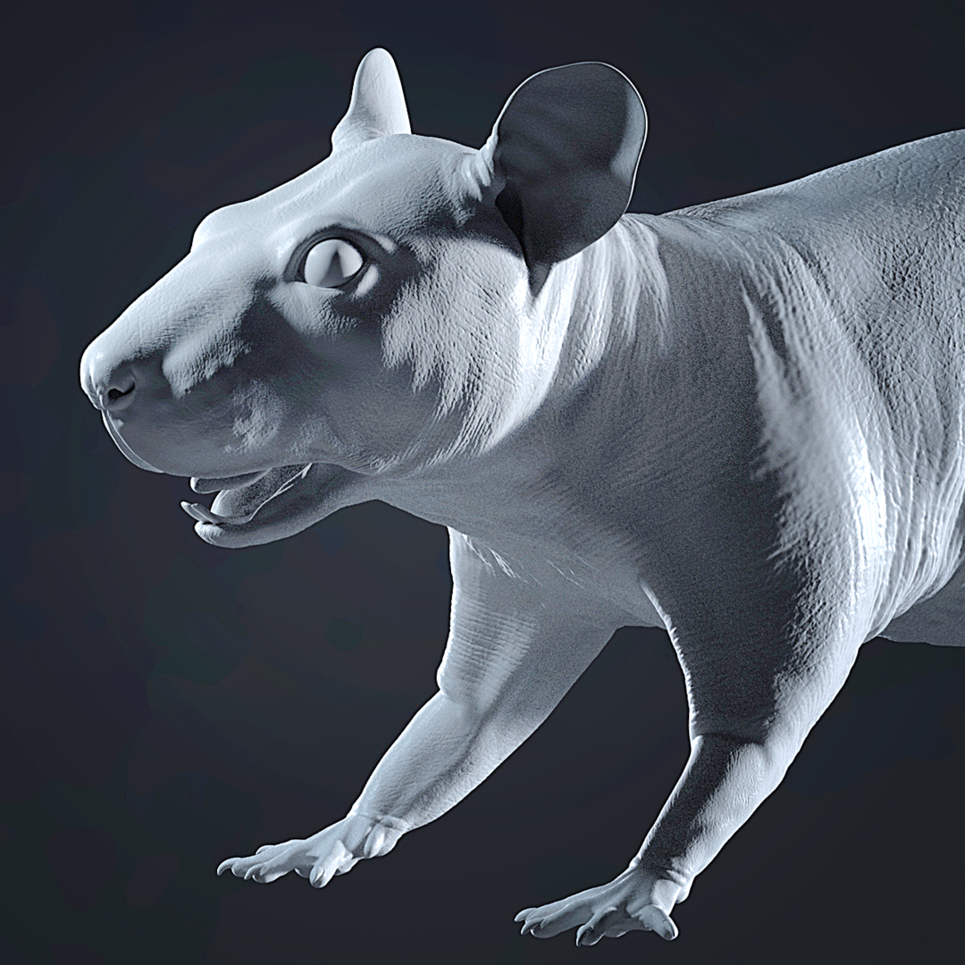 Rat Sculpt Modelo 3D - TurboSquid 1610783