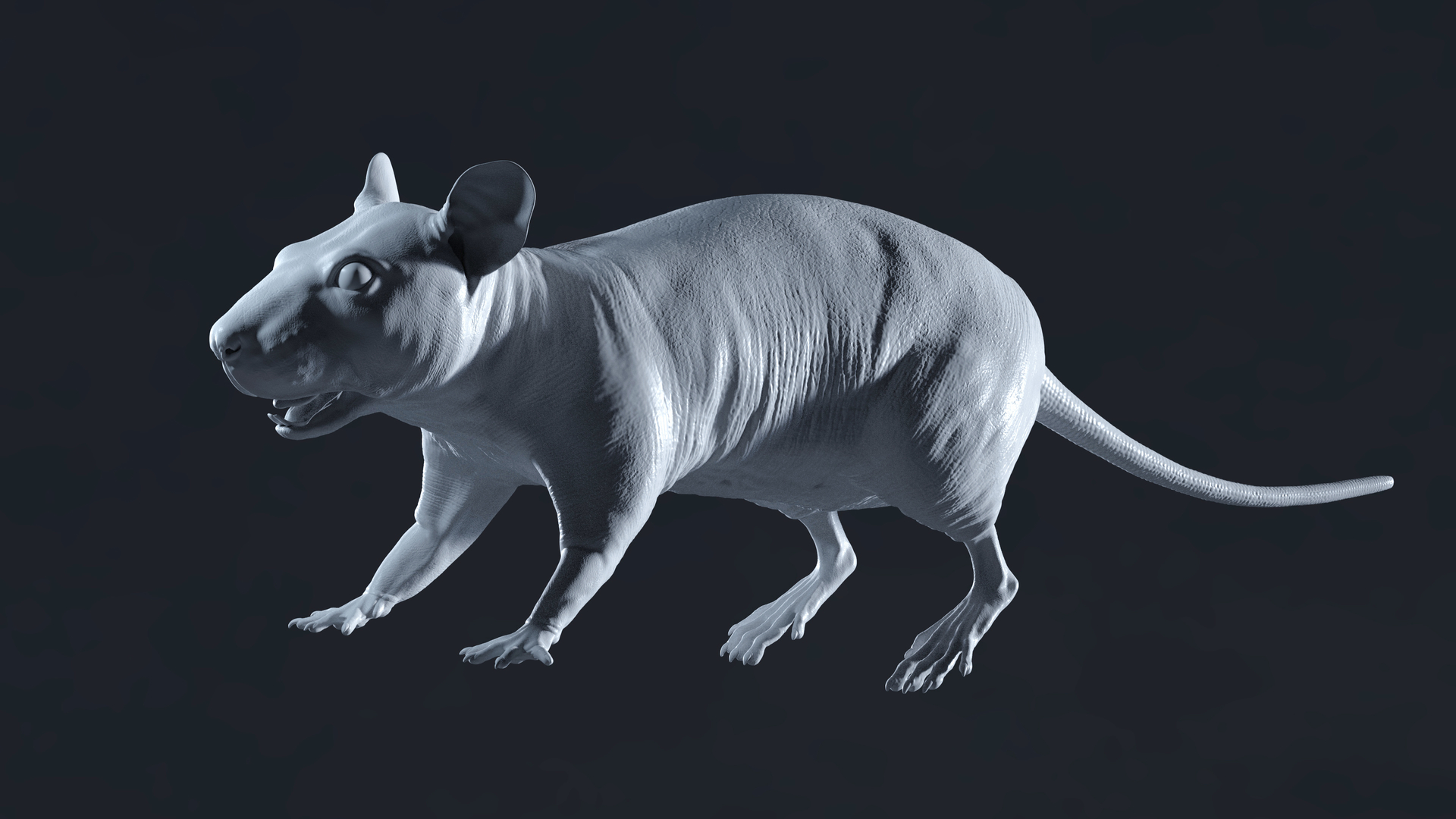 Rat Sculpt Modelo 3D - TurboSquid 1610783