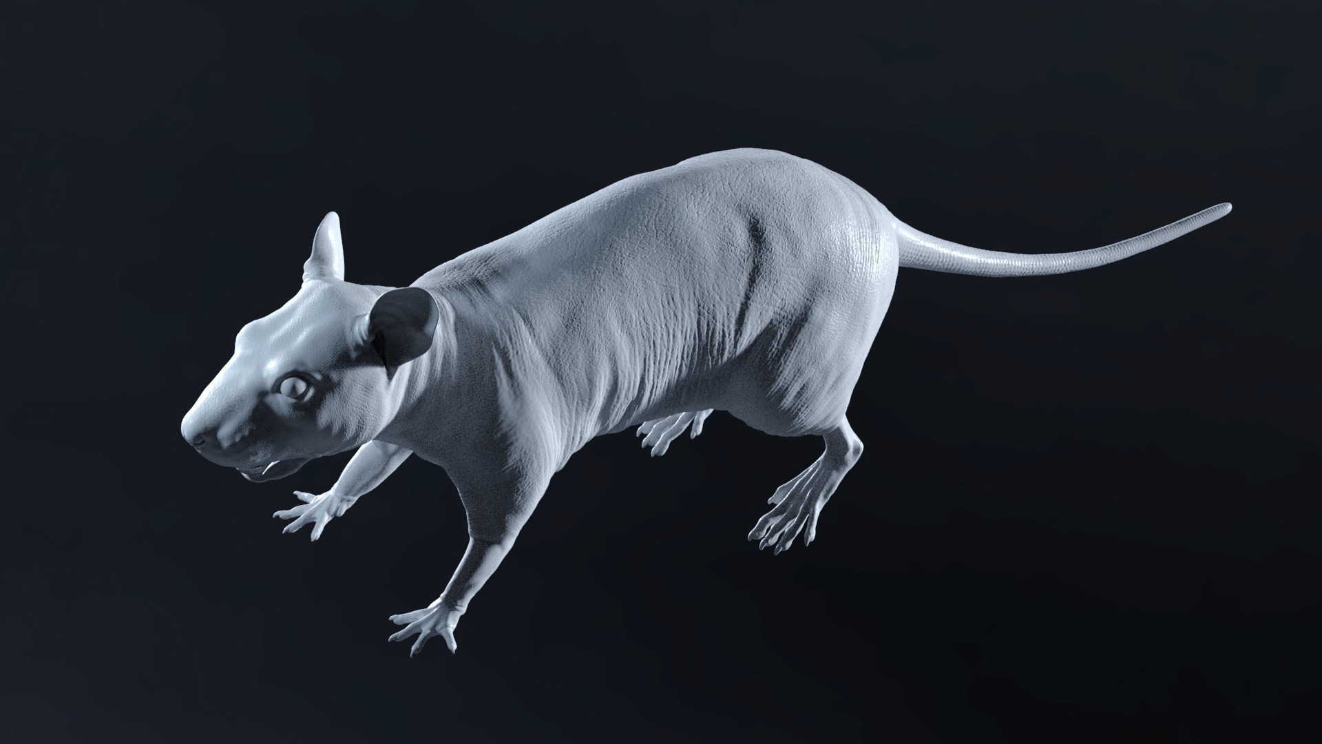 Rat Sculpt Modelo 3D - TurboSquid 1610783