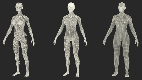 Complete female body anatomy skin 3D model - TurboSquid 1611038