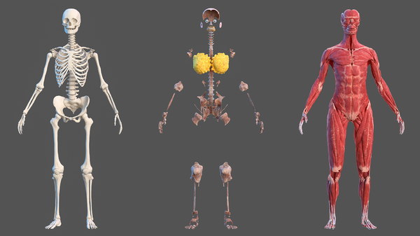 3D complete female body anatomy - TurboSquid 1611039