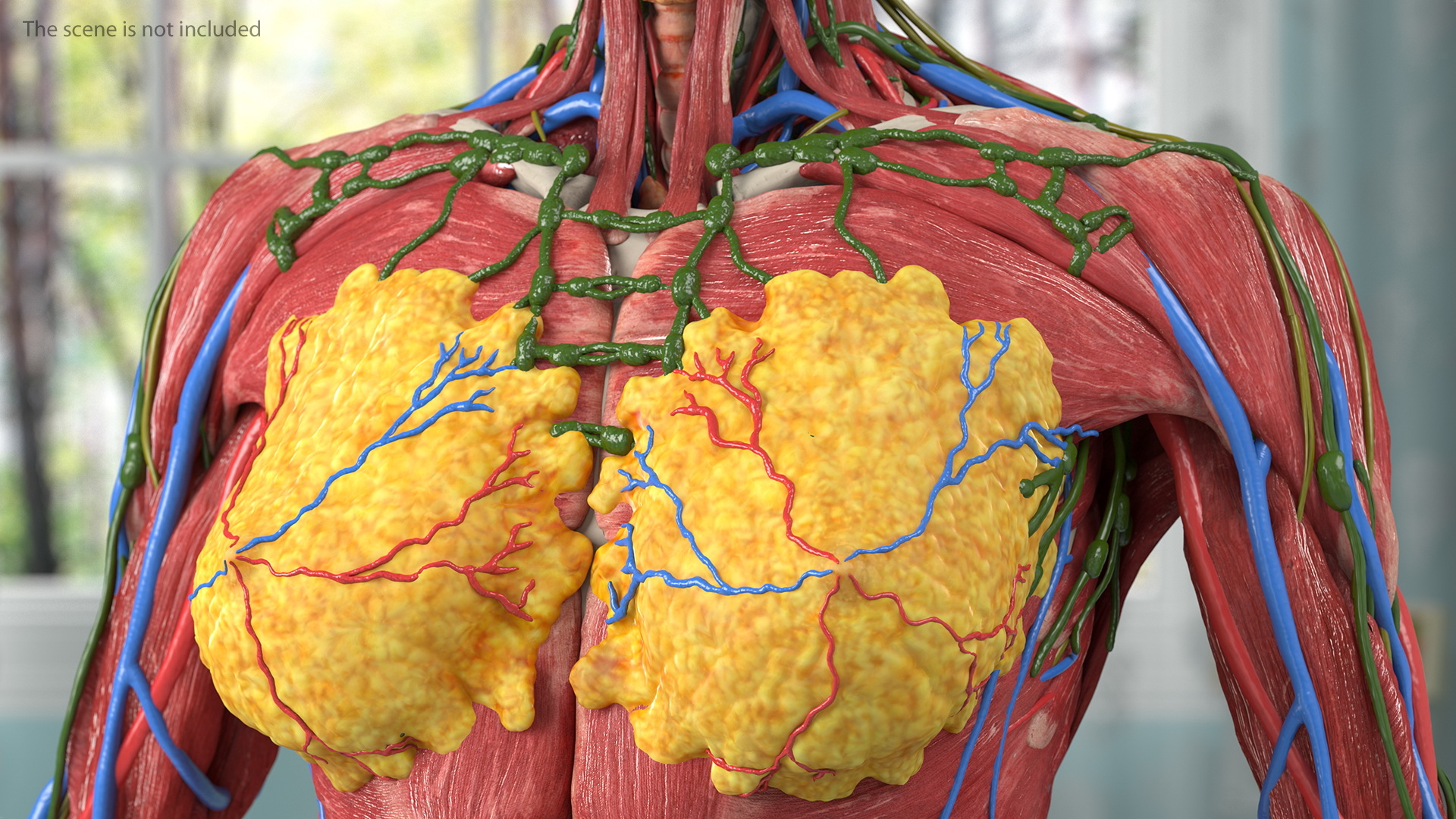 3D complete female body anatomy - TurboSquid 1611039