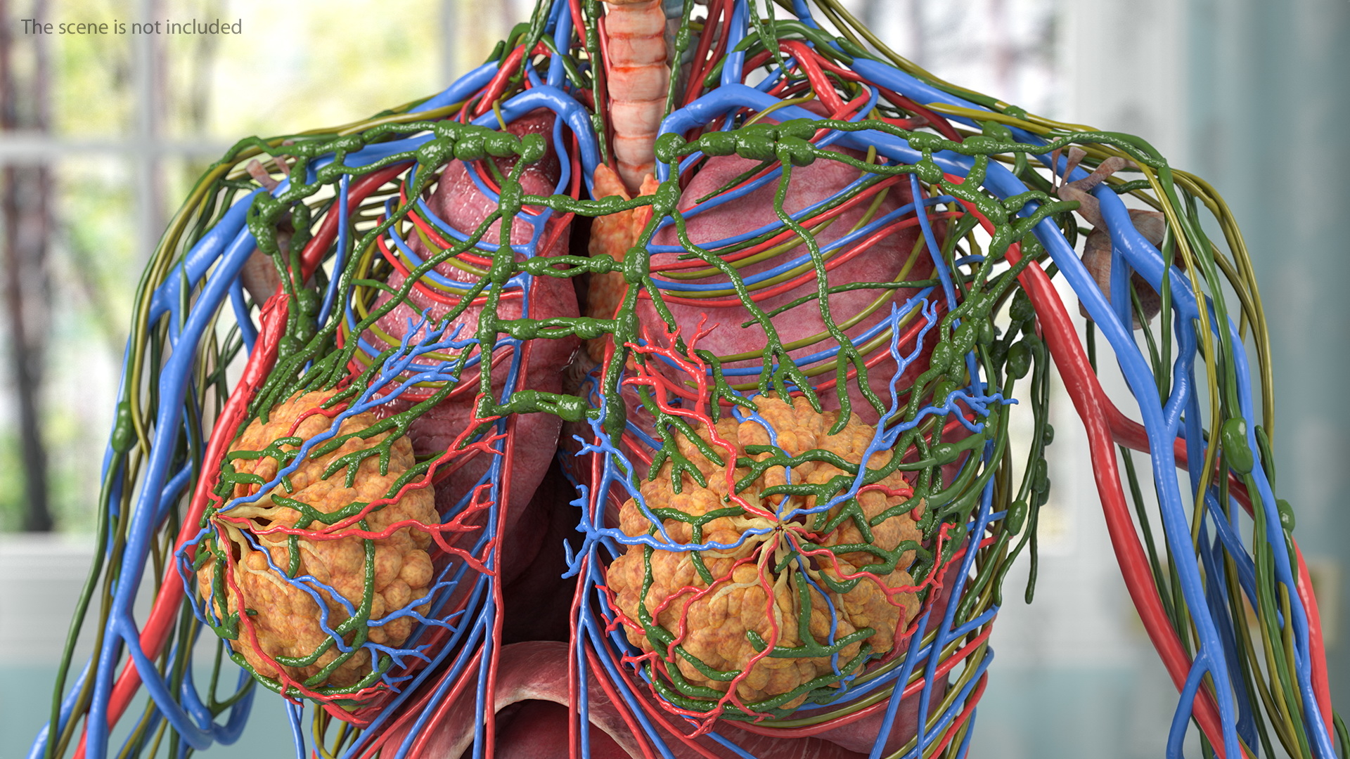 3D complete female body anatomy - TurboSquid 1611039