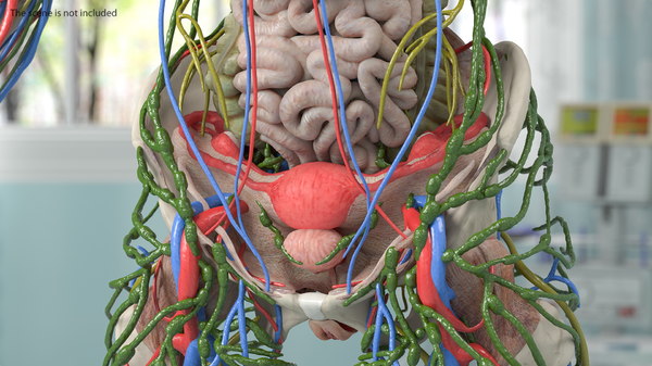 3D complete female body anatomy - TurboSquid 1611039