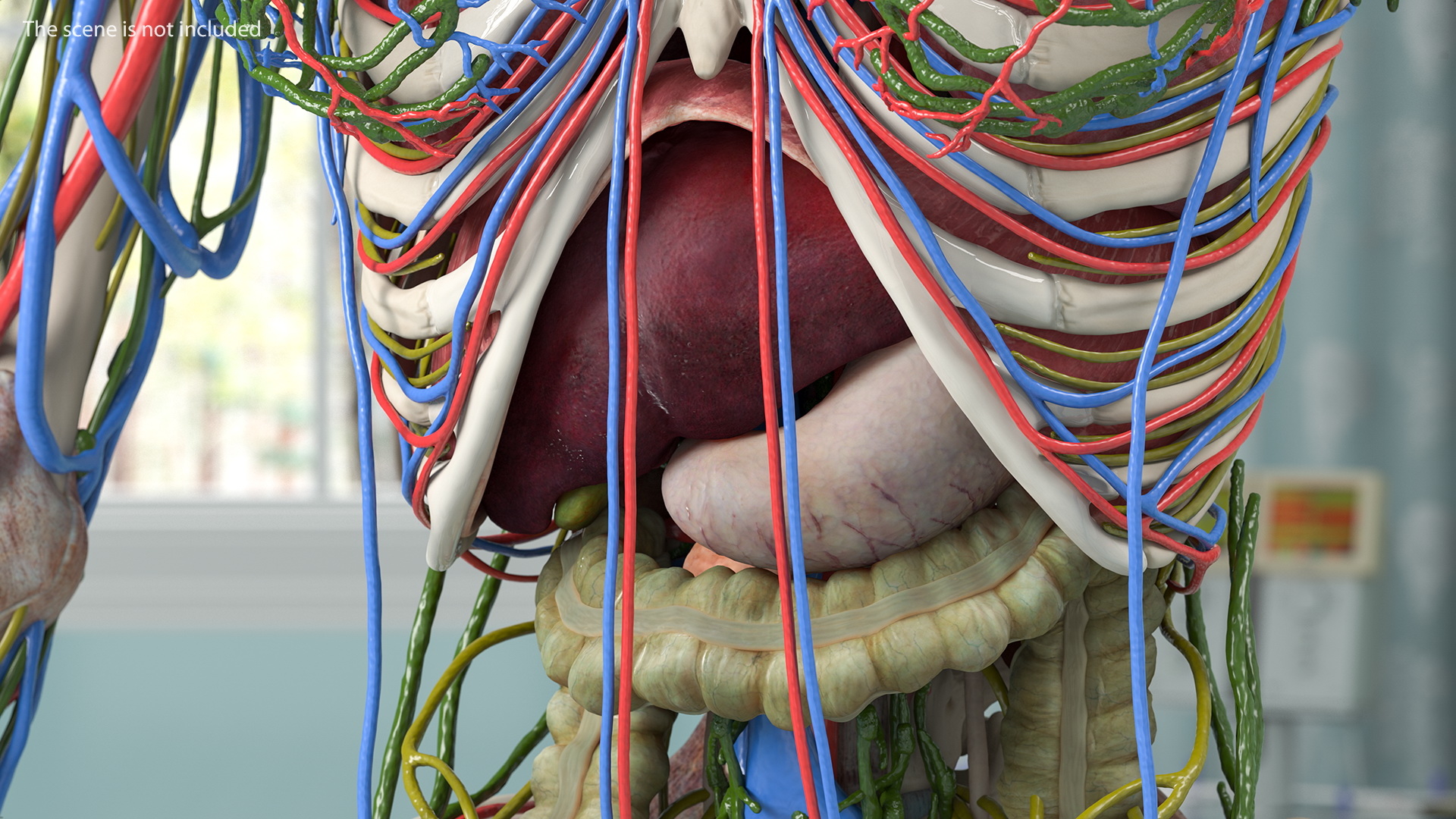 3D complete female body anatomy - TurboSquid 1611039