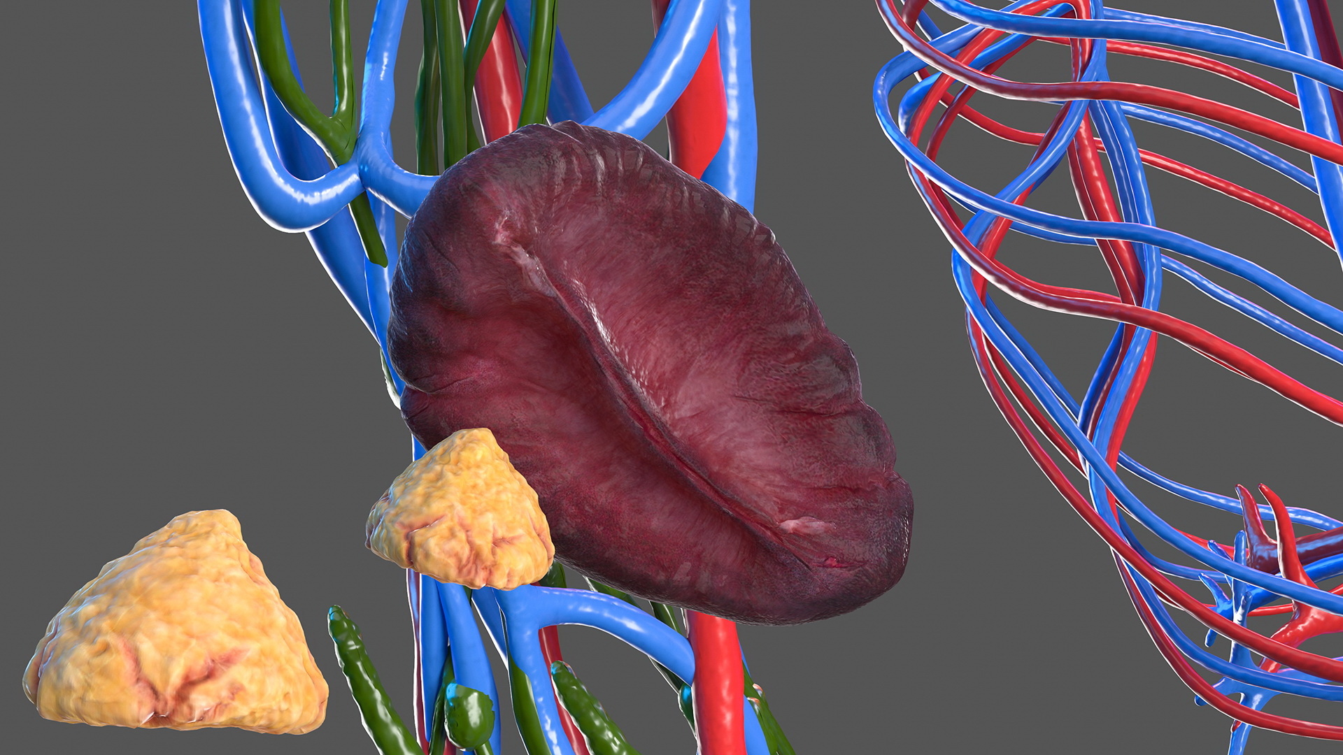 3D complete female body anatomy - TurboSquid 1611039