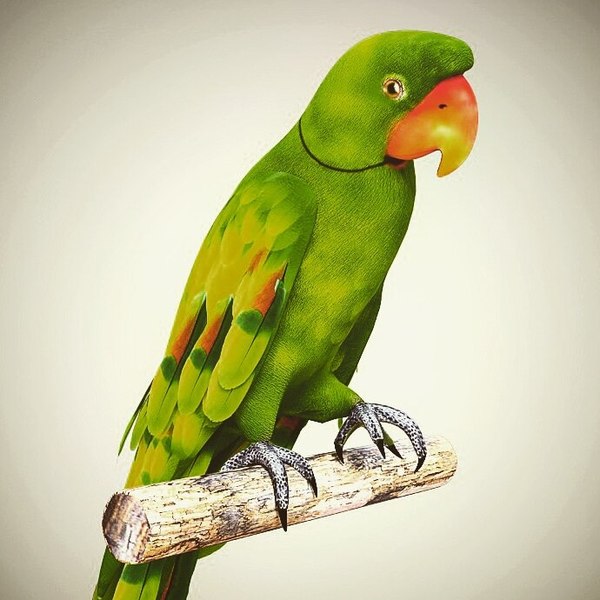 3D Parakeet Models | TurboSquid