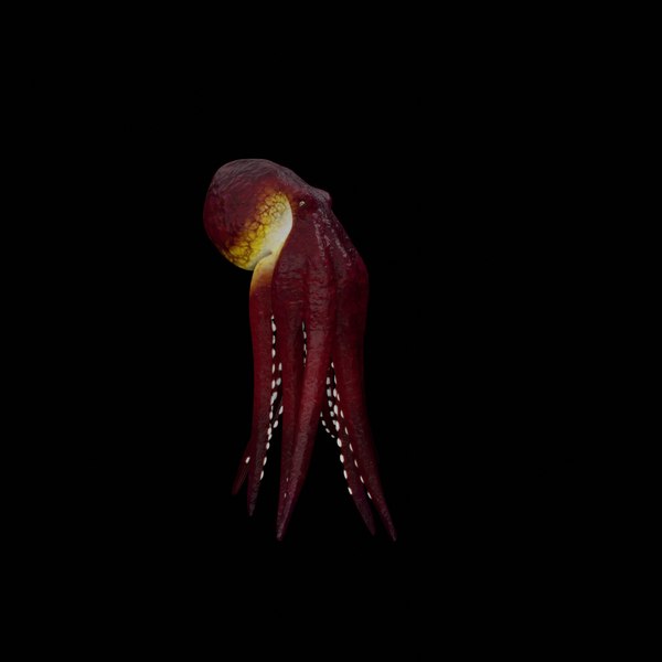 Octopus 3D Models for Download | TurboSquid