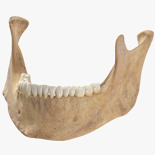 modèle 3D de Human Jawbone Mandible 01 With Teeth - TurboSquid 1612146