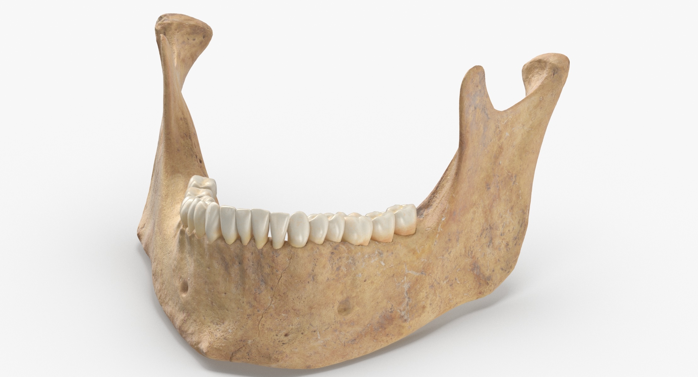 Menschlicher Kieferknochen Unterkiefer 01 mit Zähnen 3D-Modell ...