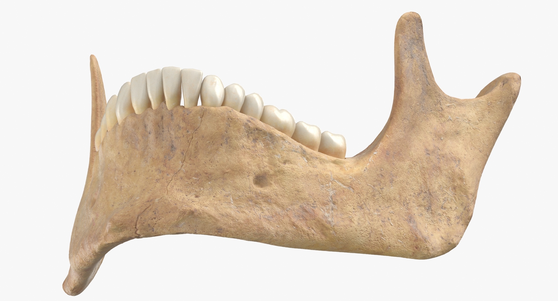 Menschlicher Kieferknochen Unterkiefer 01 mit Zähnen 3D-Modell ...