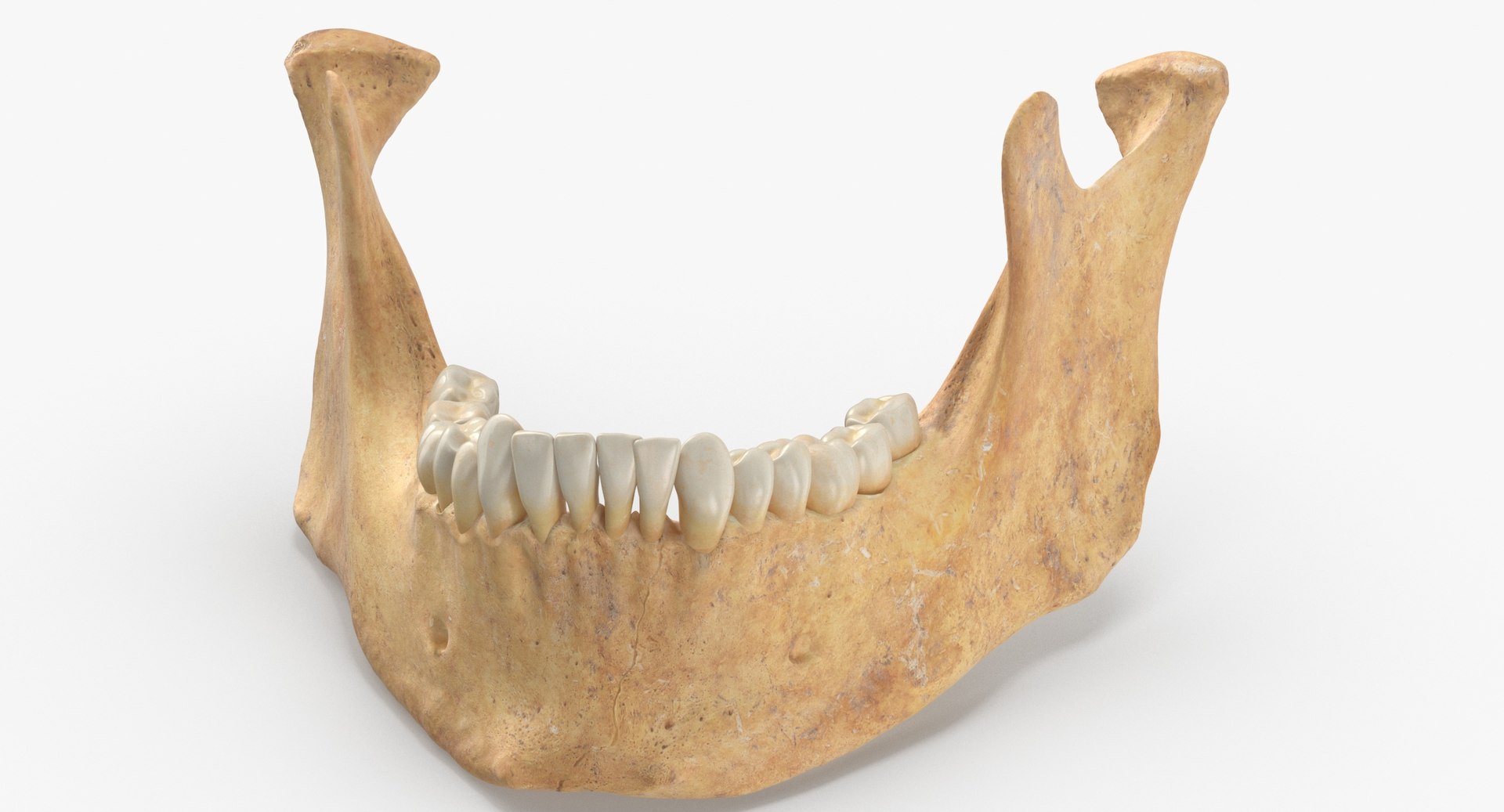 Human woman jawbone mandible 3D - TurboSquid 1612763
