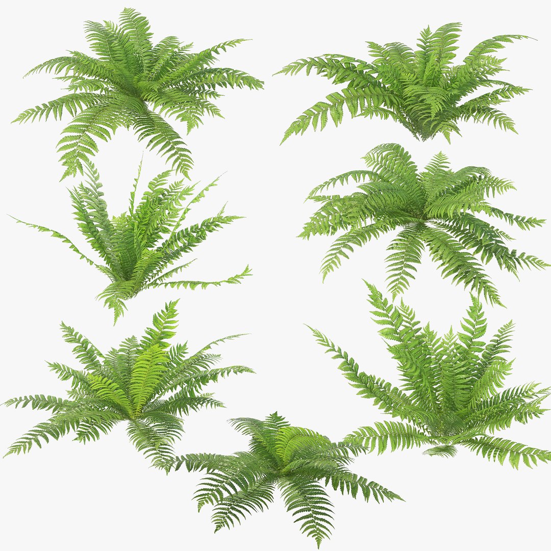 3D 01-07 fern model - TurboSquid 1612728