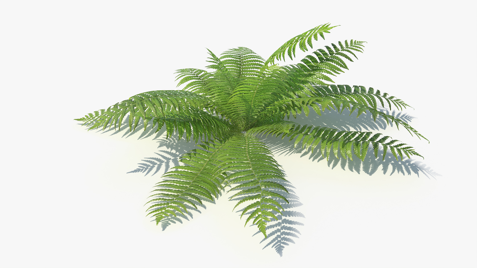 3D 01-07 fern model - TurboSquid 1612728