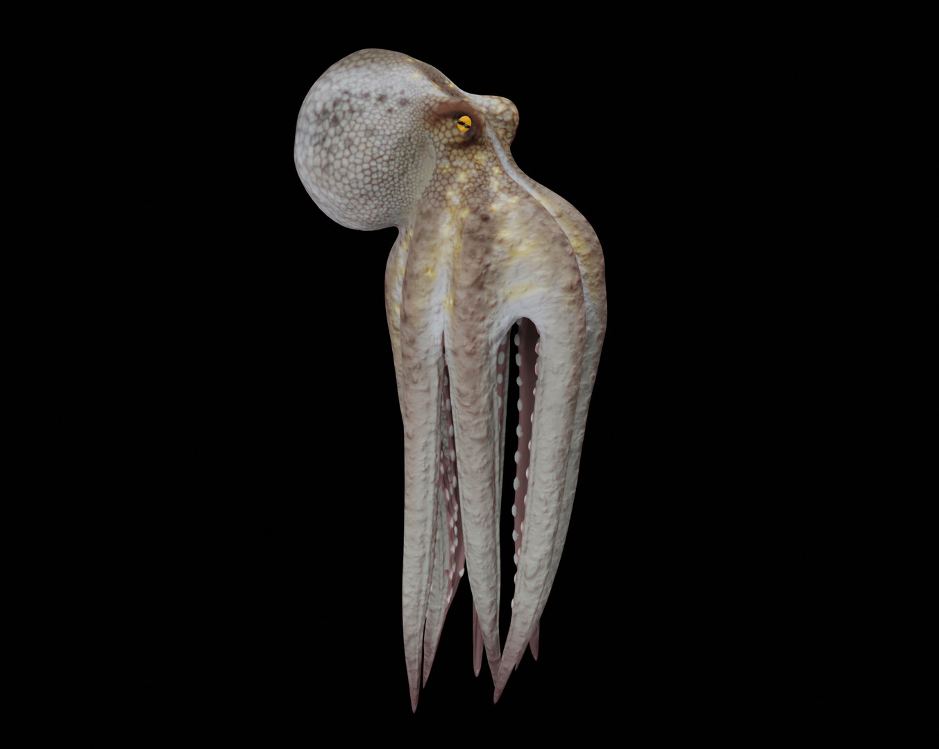 Octopus tentacle swimming animation 3D model - TurboSquid 1614067