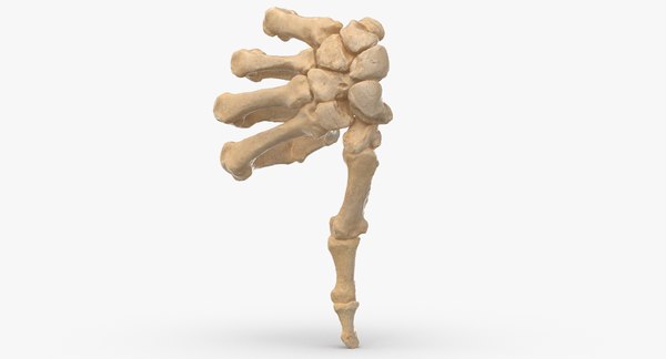 Real human hand bones 3D model - TurboSquid 1614332