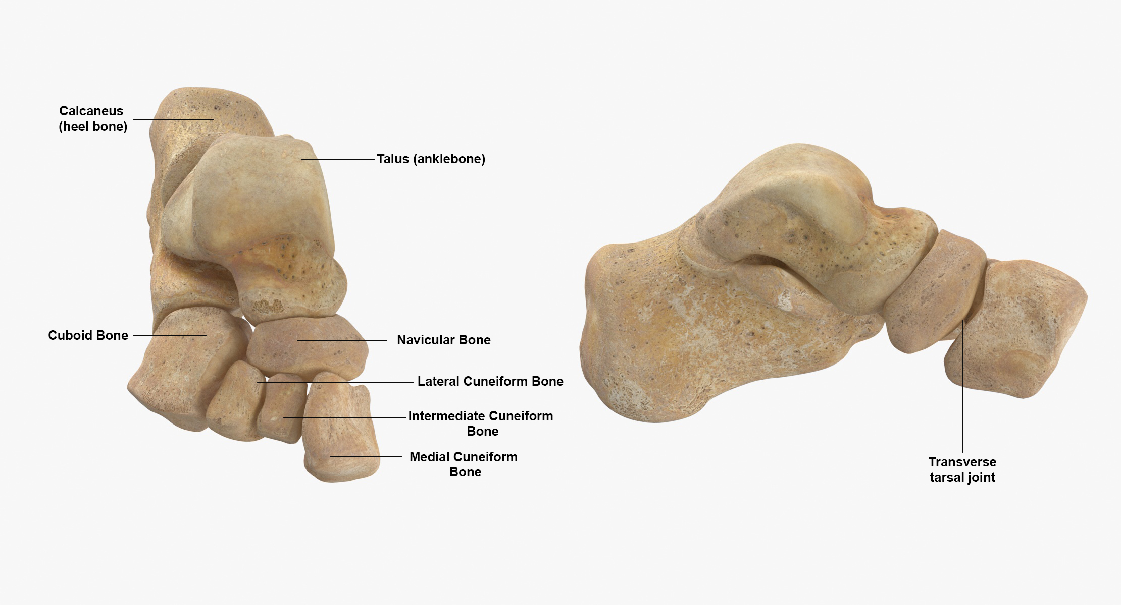 Human Foot Bones Anatomy 3d Model Turbosquid 1558150