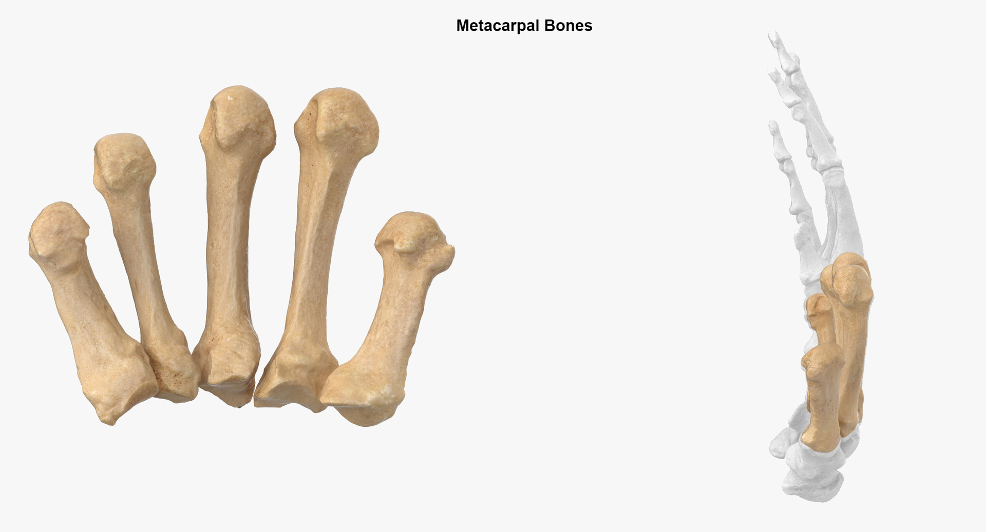 3D human hand bones anatomy - TurboSquid 1581641