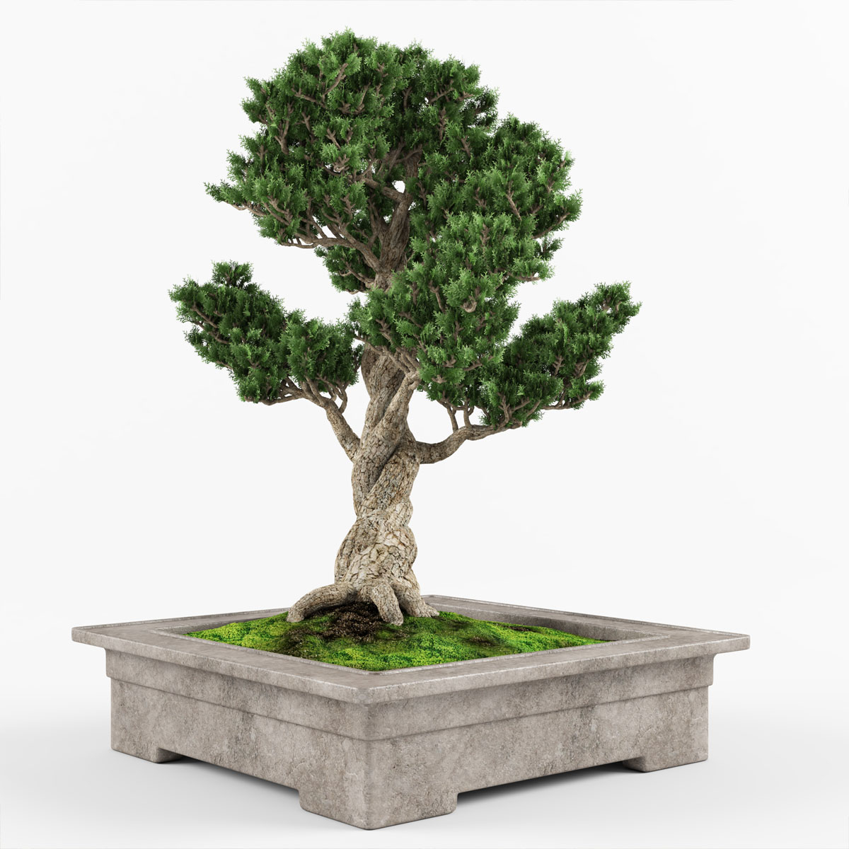 Bonsai decorative tree 3D model - TurboSquid 1614634