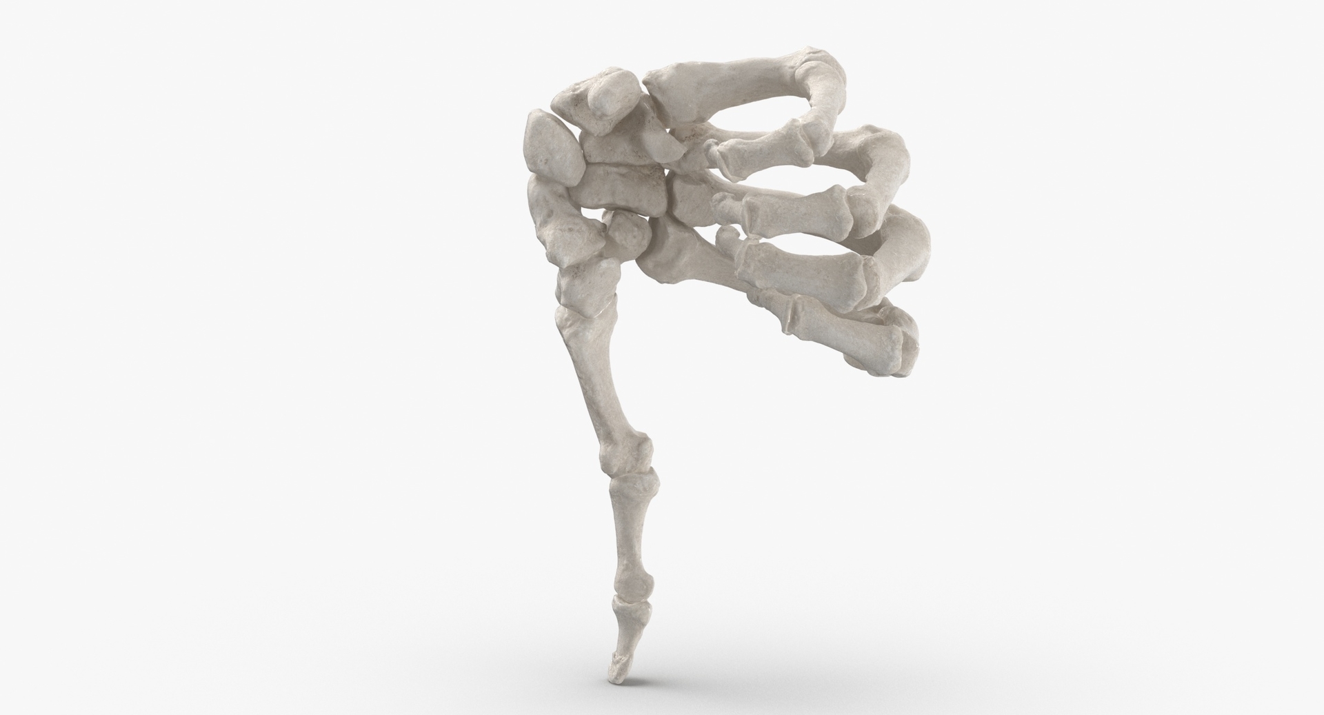 3D real human hand bones - TurboSquid 1614834