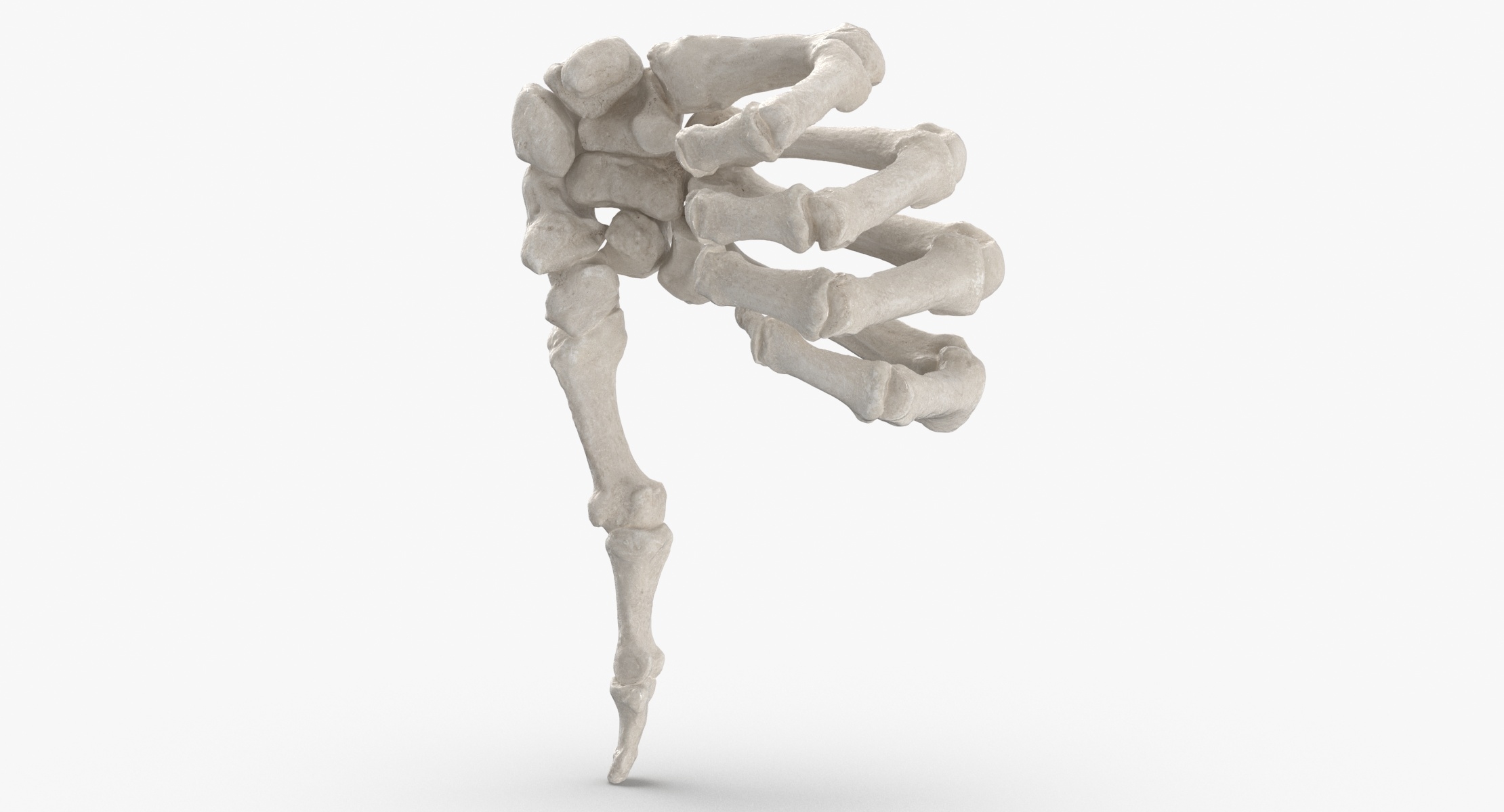 3D real human hand bones - TurboSquid 1614834