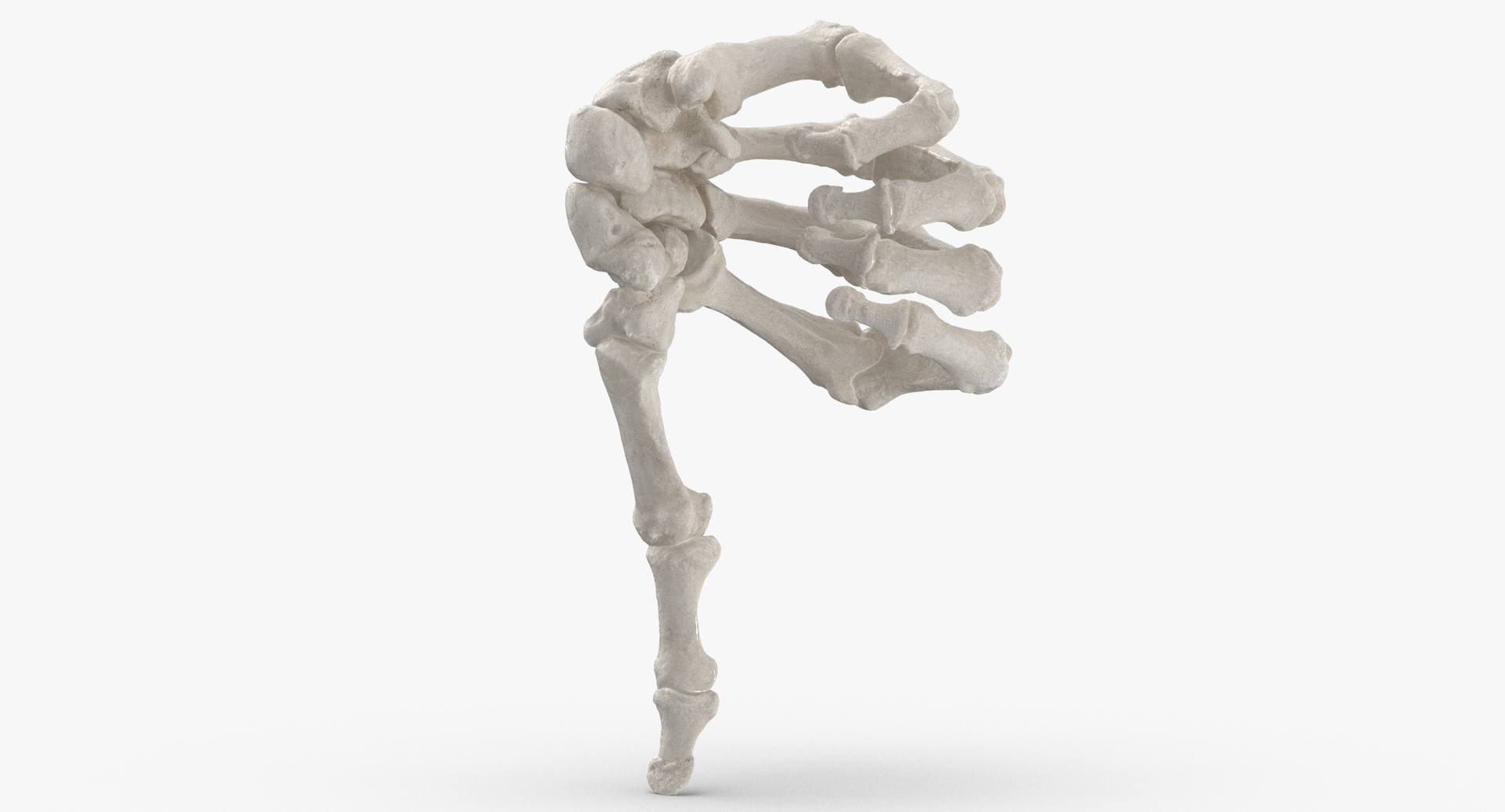 3D real human hand bones - TurboSquid 1614834