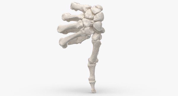 3D real human hand bones - TurboSquid 1614834