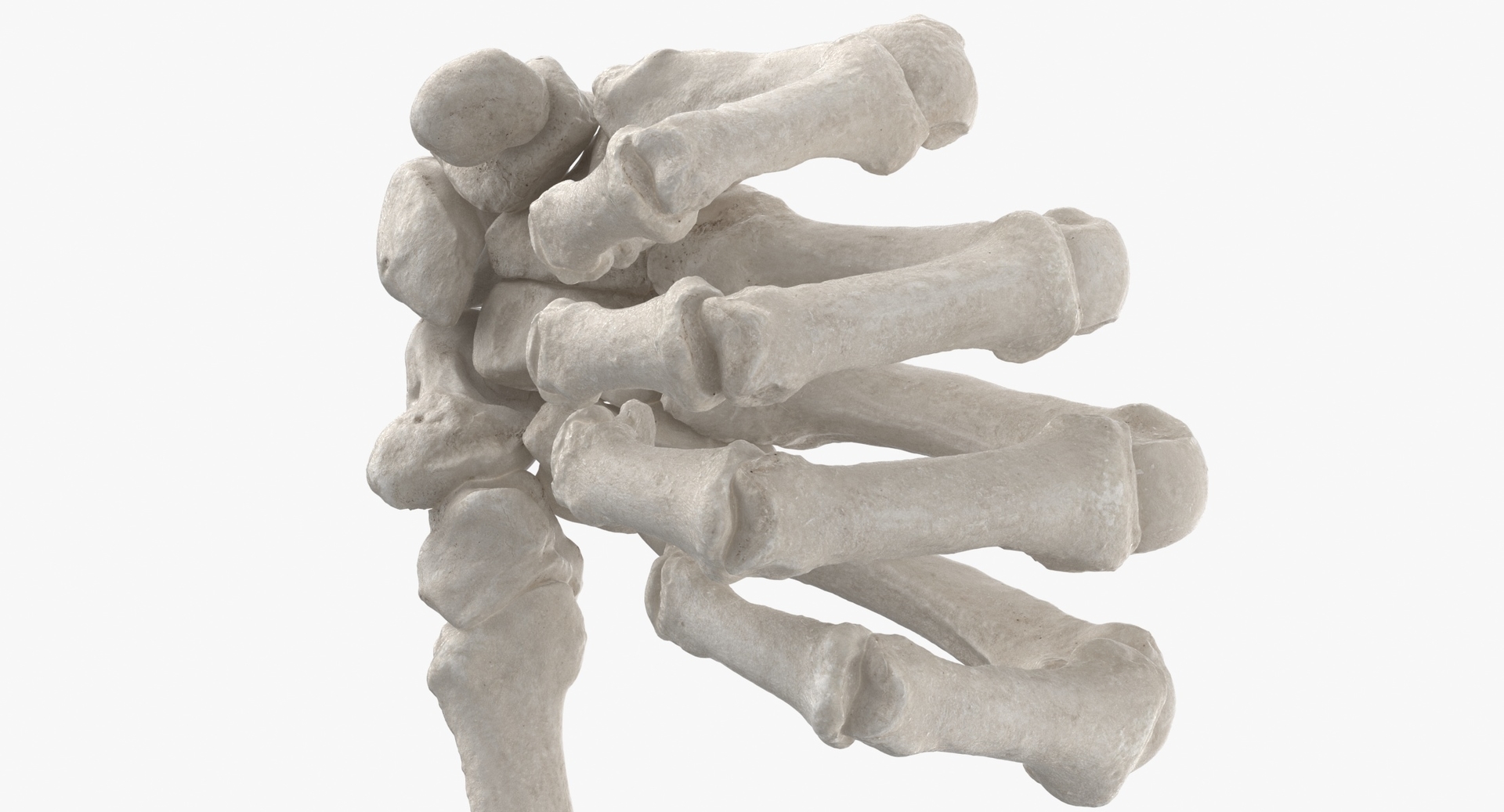 3D real human hand bones - TurboSquid 1614834