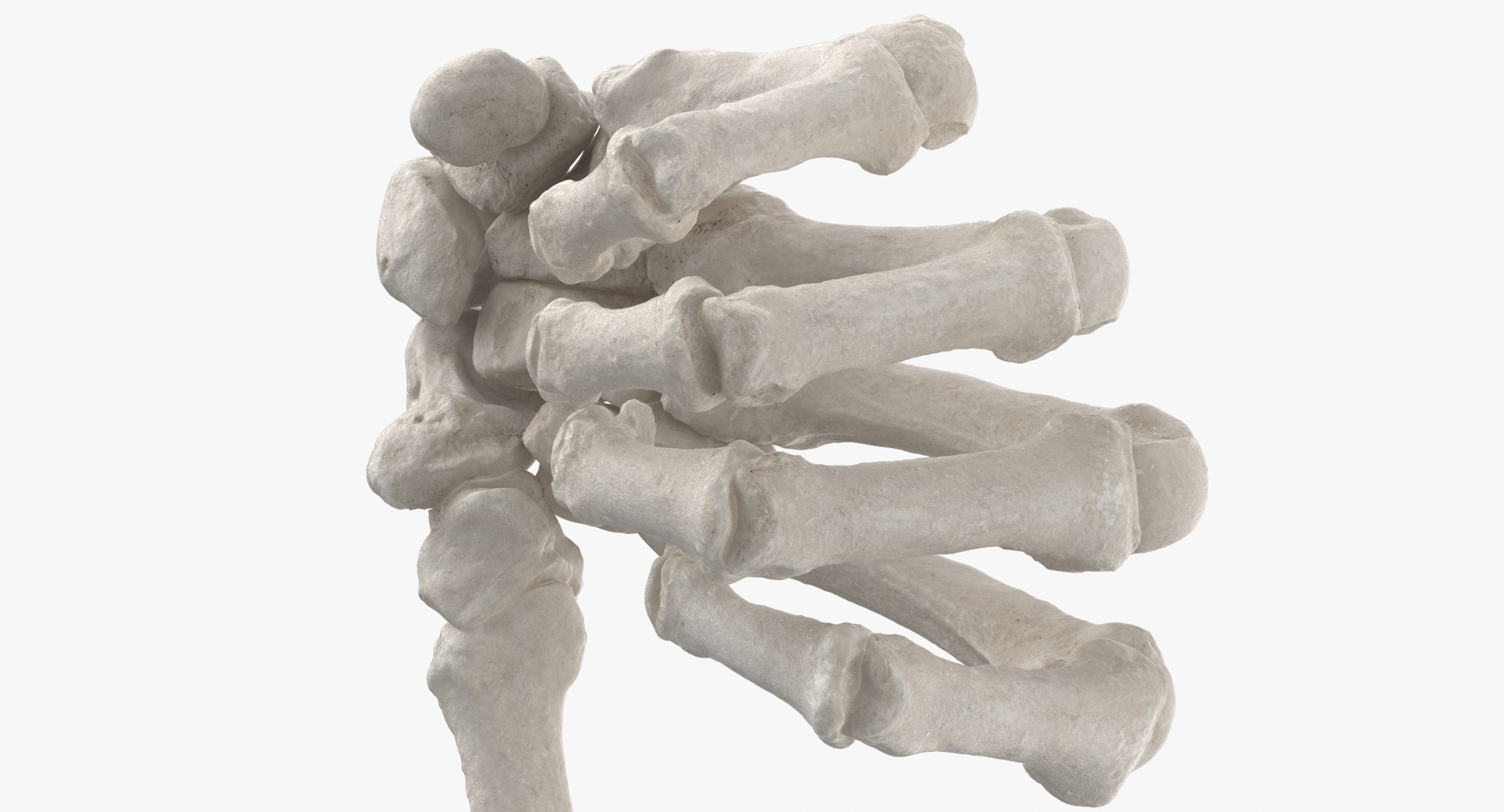 3D real human hand bones - TurboSquid 1614834
