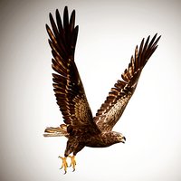 maya finch folded wings