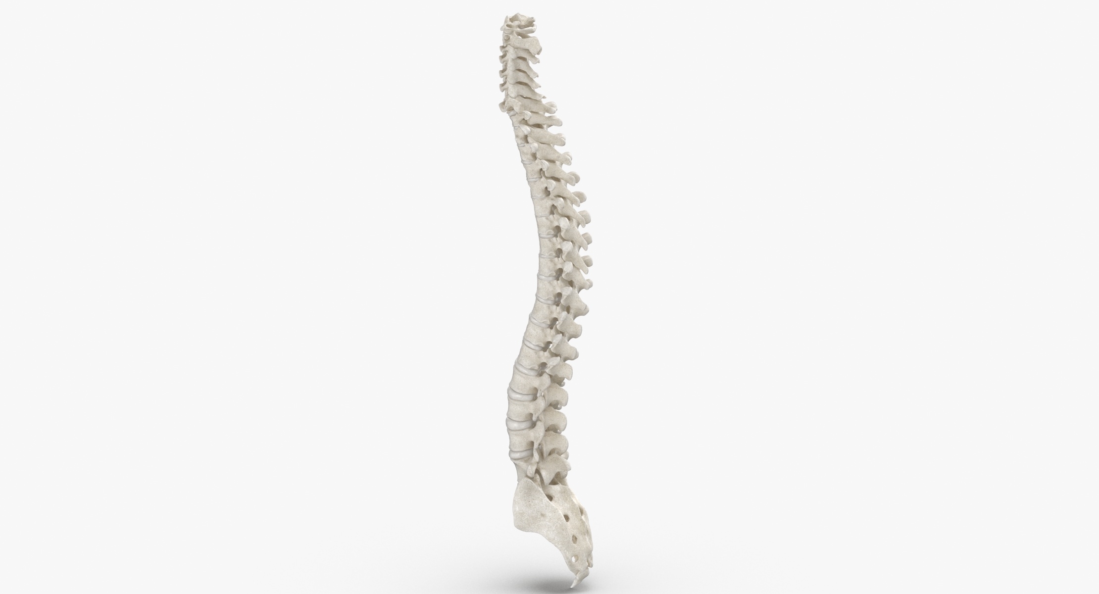 Real human spine bones anatomy model - TurboSquid 1615365