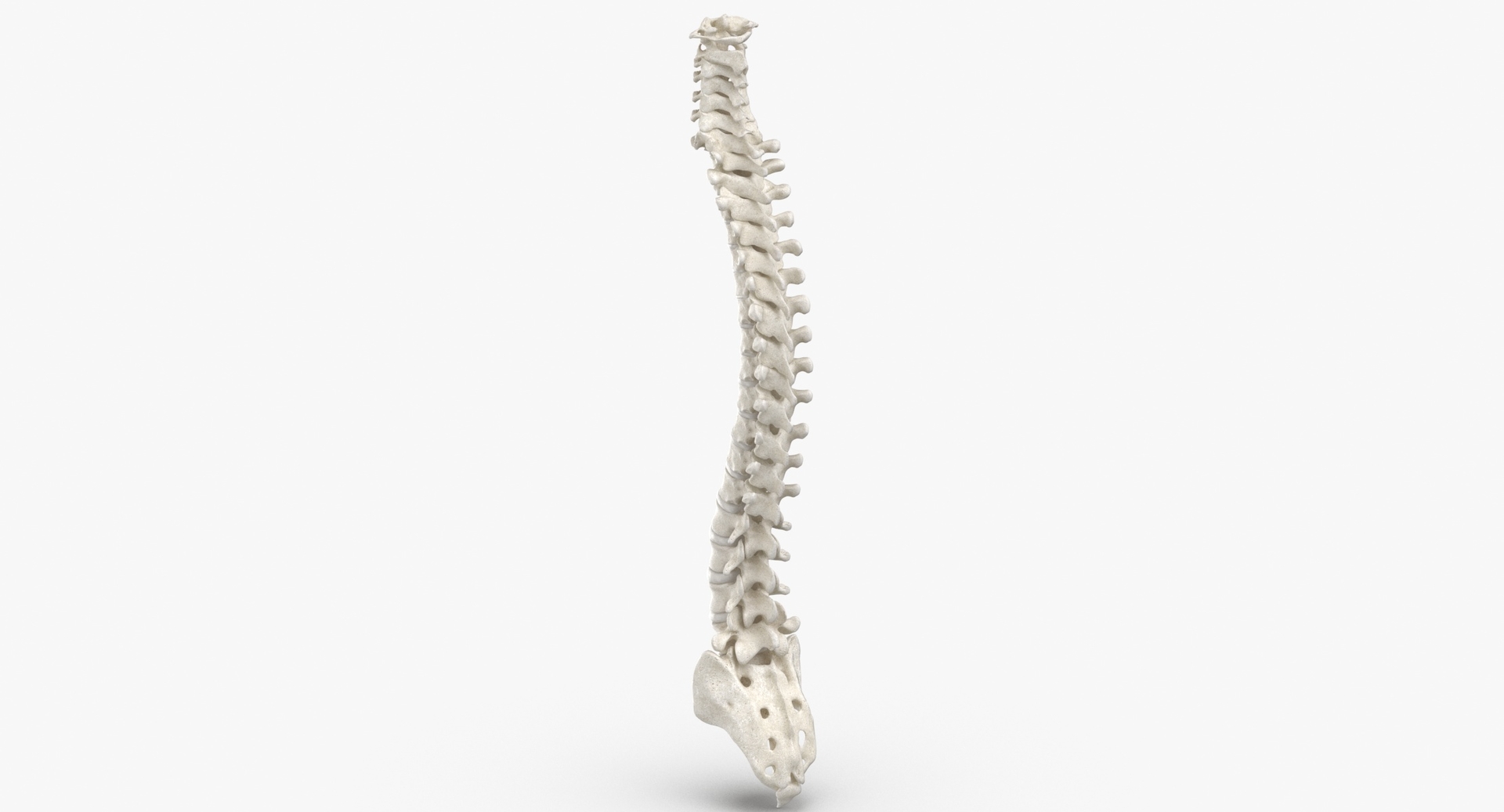 Real human spine bones anatomy model - TurboSquid 1615365