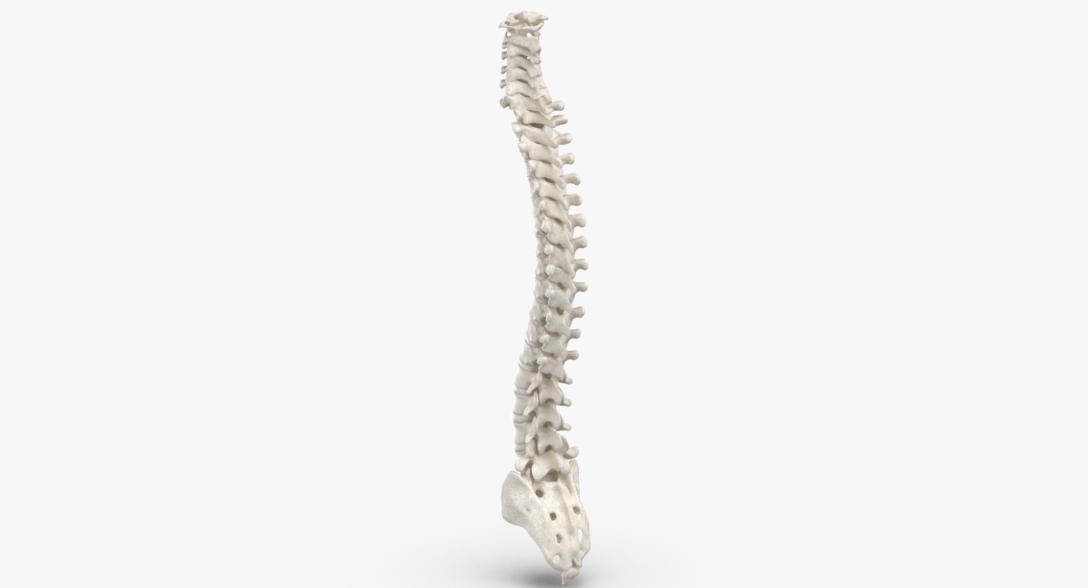 Real human spine bones anatomy model - TurboSquid 1615365