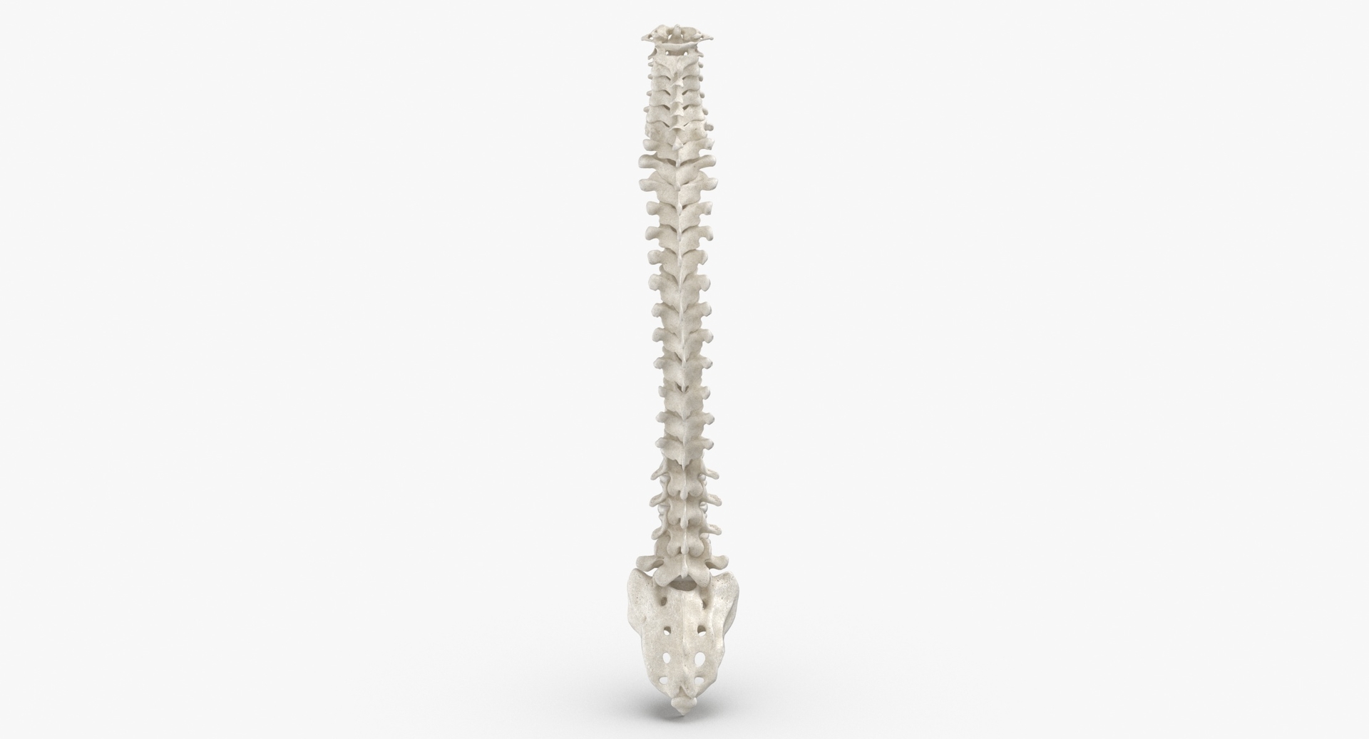 Real human spine bones anatomy model - TurboSquid 1615365