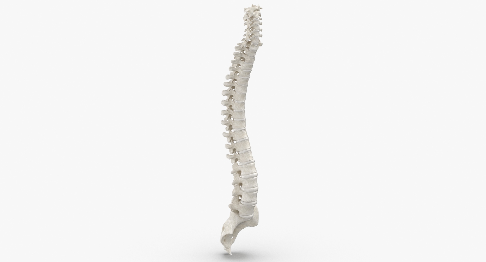 Real human spine bones anatomy model - TurboSquid 1615365