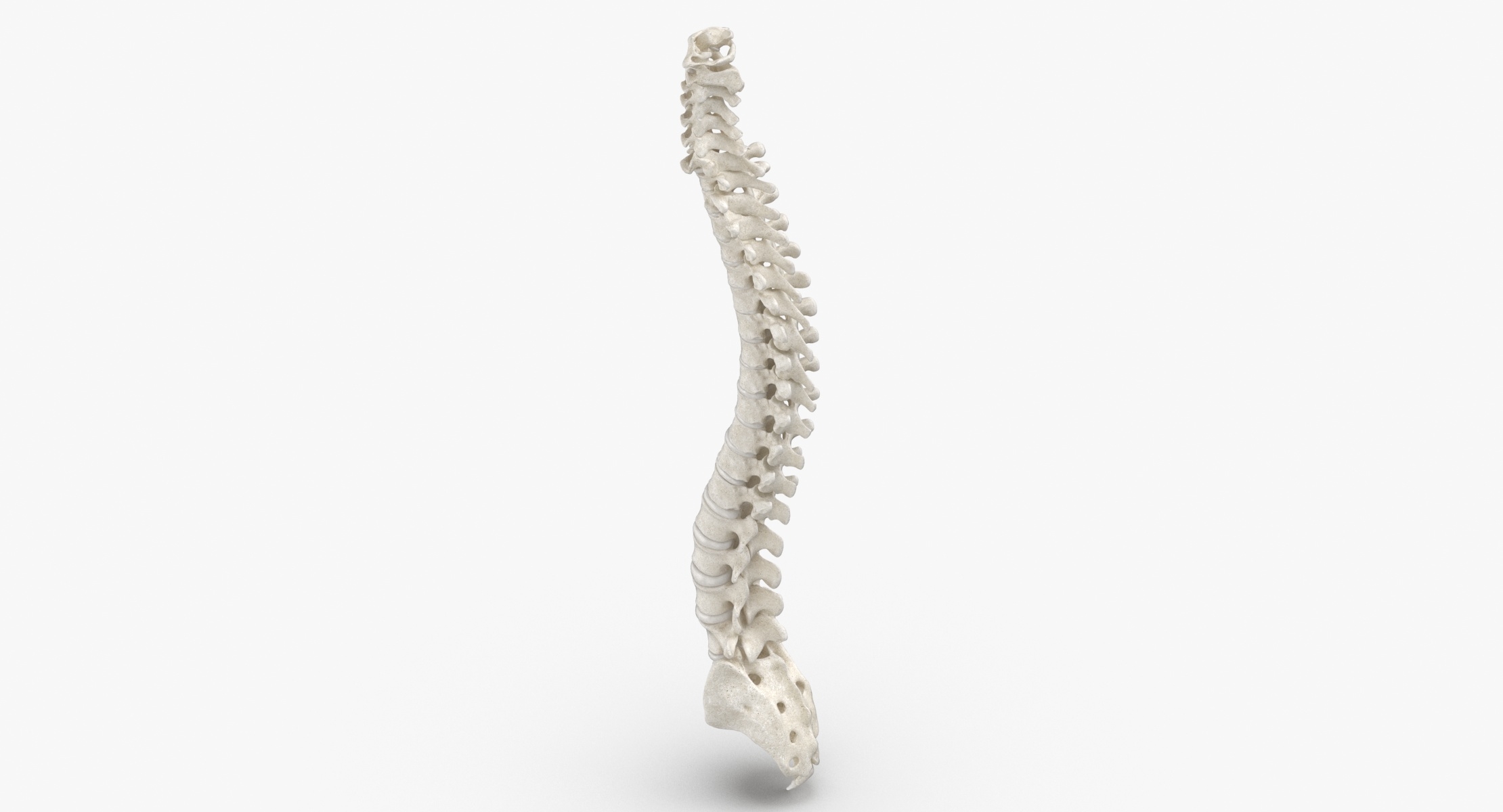 Real human spine bones anatomy model - TurboSquid 1615365