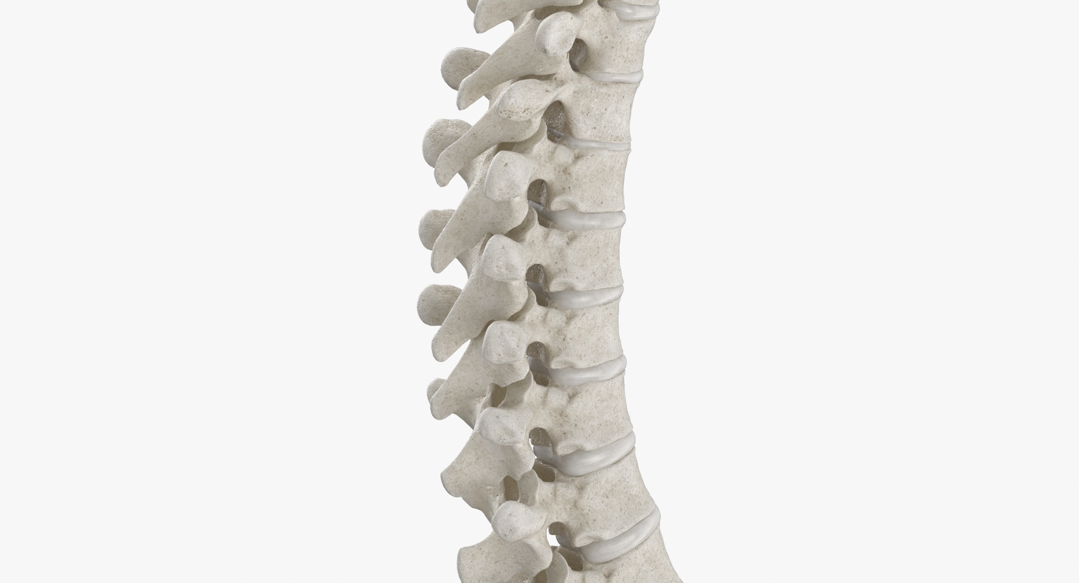 Real human spine bones anatomy model - TurboSquid 1615365