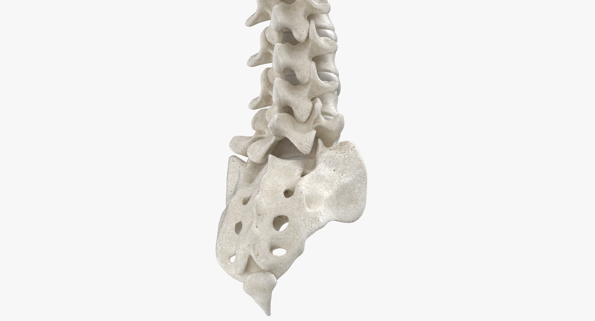 Real human spine bones anatomy model - TurboSquid 1615365