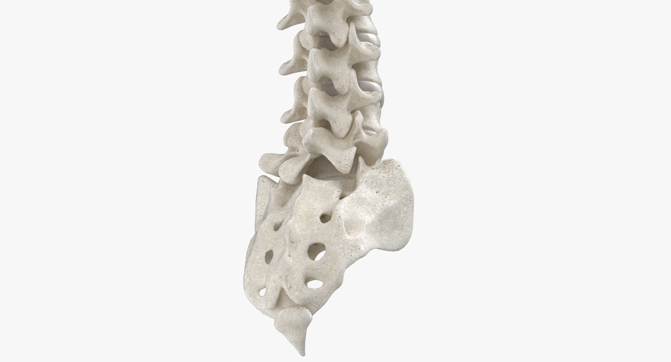 Real human spine bones anatomy model - TurboSquid 1615365